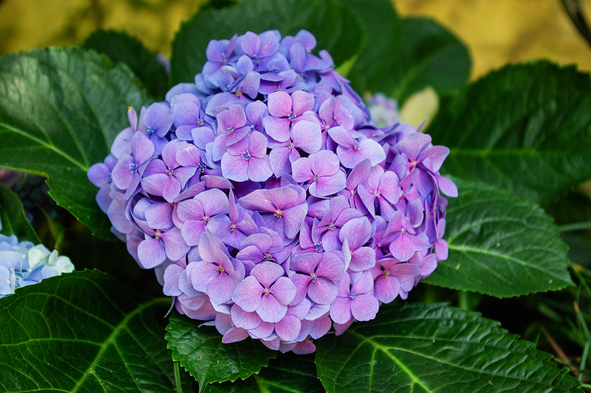 Kwiaty ogrodowe. Przykłady i zdjęcia. Fotografie - Architekt Ogrodu